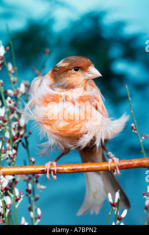 Dutch Frill Canary Stock Photo - Alamy