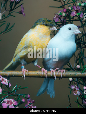 German Crest Canary Stock Photo - Alamy