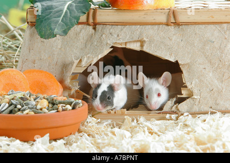 fancy mice - at house Stock Photo - Alamy