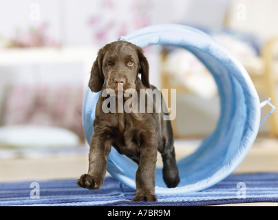 Brown flat-coated retriever dog sitting outside in the yard Stock Photo ...