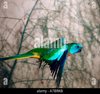 Male Scarlet-chested Parrot (Neophema splendida), blue mutation ...