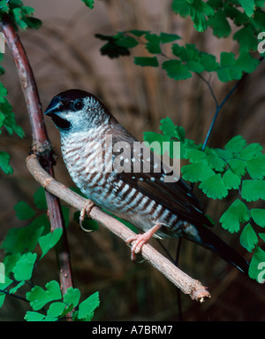 Cherry Finch, male (Aidemosyne modesta), Plum-headed Finch Stock Photo ...