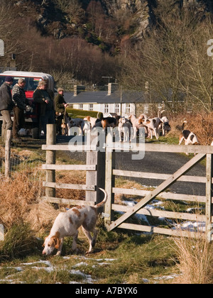 Legal drag hunting - Eryri Hunt Draghounds on return from mountains ...