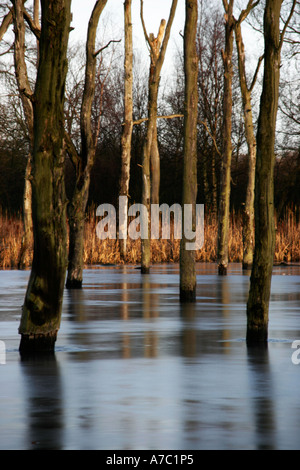 Trees grow through frozen lake Stock Photo - Alamy