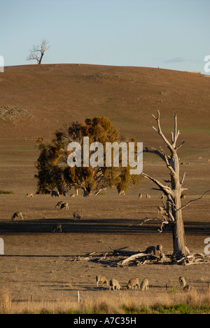 Sheep grazing in drought conditions on outback pastrol lands near ...