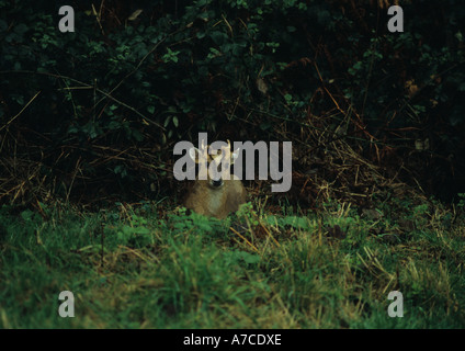 Chinese Muntjac Deer Muntiacus reevesi Droppings Stock Photo - Alamy