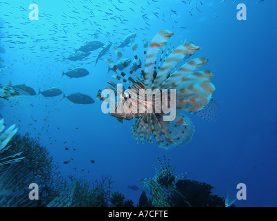 Hidding Lion Fish Stock Photo - Alamy