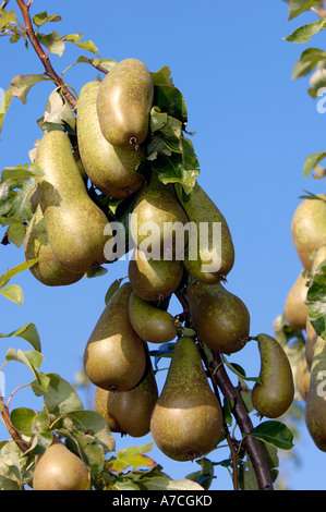 pears on a tree Stock Photo - Alamy