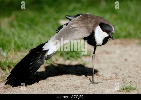 Spurz-winged Plover, stretching its wing (Vanellus spinosus Stock Photo ...