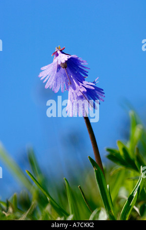 Alpine snowbell (Soldanella alpina), Berchtesgaden National Park ...