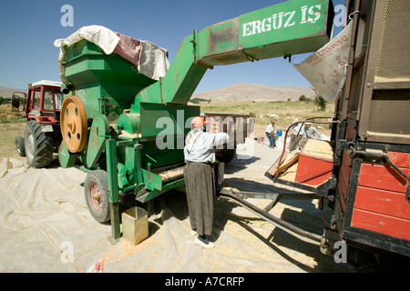 Harvested legume fodder crop waiting to be threshed near Elmali ...