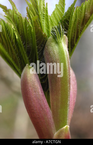 Sycamore leaf bud (Acer pseudoplatanus). Light micrograph of a cross ...
