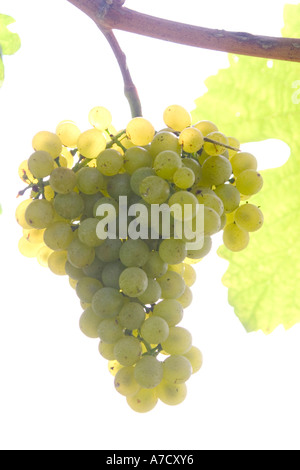 Grapevine in Fall Stock Photo - Alamy