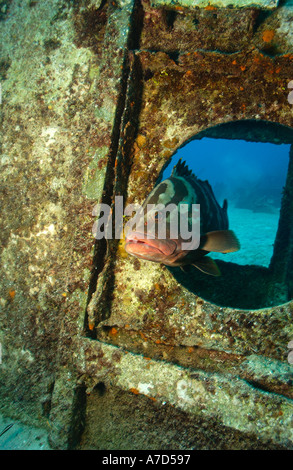 Nassau grouper on shipwreck Stock Photo - Alamy