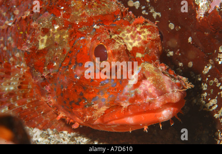 RED SCORPIONFISH PONTINUS SPECIES GALAPAGOS ISLANDS Stock Photo - Alamy