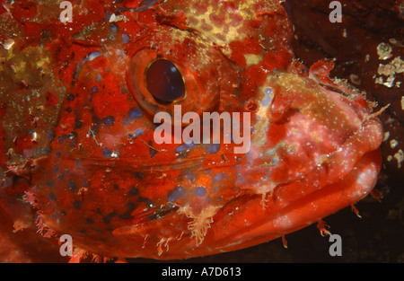 RED SCORPIONFISH PONTINUS SPECIES GALAPAGOS ISLANDS Stock Photo - Alamy