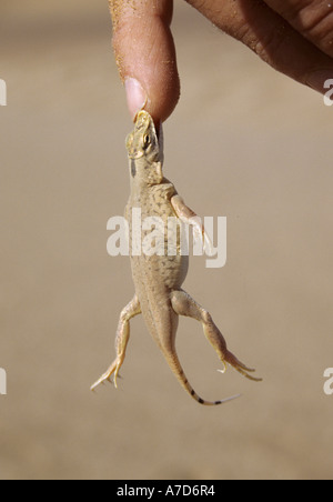sand diving lizard Namibia Stock Photo - Alamy