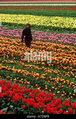 Tulip Farm near Invercargill New Zealand Stock Photo - Alamy