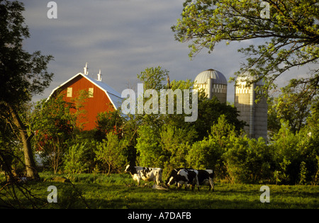 Cows in front of a red barn and silo on a farm north of Arcadia ...