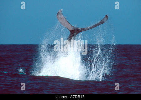Humpback whale peduncle throw Megaptera novaeangliae Hawaii N Pacific ...