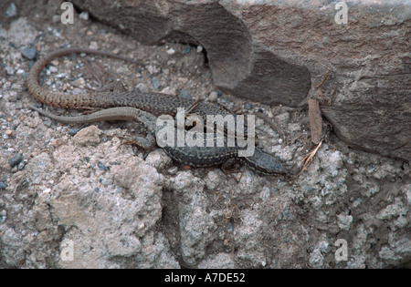Lizard couple in Pyrenees spring probaly Pyrenean Lizard Lacerta ...