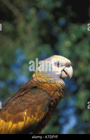 Saint Vincent Parrot (Amazona guildingii) juvenile, vulnerable, feeding ...