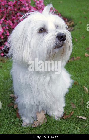 Coton de Tular (Canis lupus f. familiaris), sitting on garden terrace ...