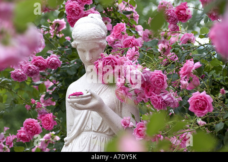 ornamental rose (Rosa spec.), statue of a woman in a blooming rose ...