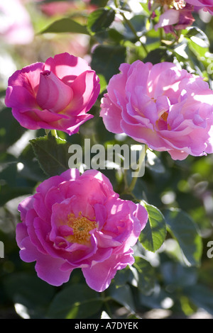 Rose (Rosa Betty Prior), Rosaceae Stock Photo - Alamy