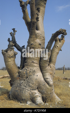 Moringa tree (Moringa ovalifolia Stock Photo - Alamy