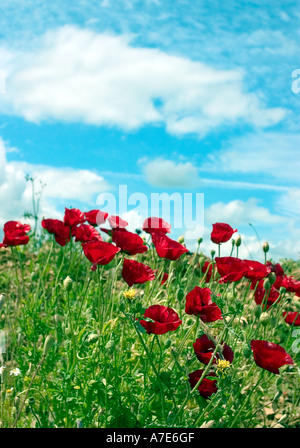 poppies in a meadow Latin papaver rhoeas with the light behind in Italy ...