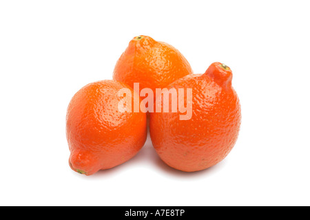 Group of Tangelo Mineola sometimes miniola a cross between tangerine ...
