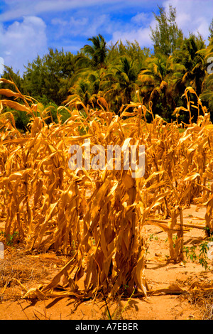Maize field and palm trees in Rodrigues Stock Photo: 11814042 - Alamy