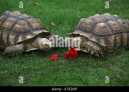A couple of Tortoises celebrate Valentine's Day Stock Photo - Alamy