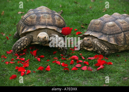 A couple of Tortoises celebrate Valentine's Day Stock Photo - Alamy