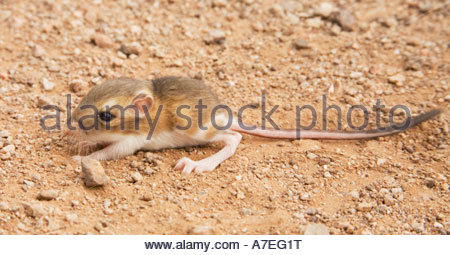 Merriam Kangaroo Rat Dipodomys merriami Tucson, Arizona, United Stock ...