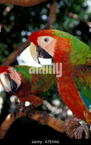 Mexico, Riviera Maya. Scarlet macaw at Xcaret Stock Photo - Alamy
