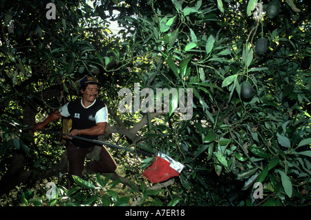 Avocado tree in Michoacan-Mexico Stock Photo - Alamy