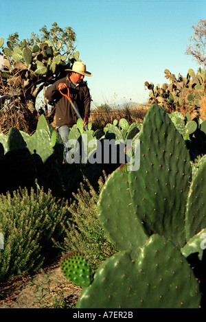 Nopal farm field Mexico Stock Photo - Alamy
