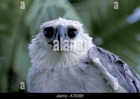 Female Harpy Eagle (Harpia harpyja) perched close to its nest. Pousada ...