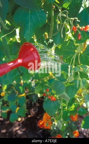 Companion planting of runner beans and marigolds Stock Photo - Alamy