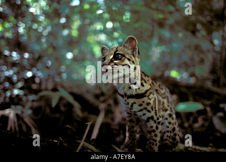 CA, Central Panama, Soberania NP, Margay (Leopardus weidi) portrait ...