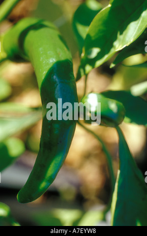 Large green chilli growing on plant Stock Photo - Alamy