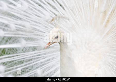 The white peacock or peafowl is a recessive mutation of the blue ...
