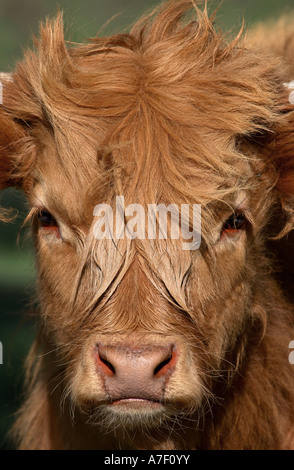 Schottisches Hochland Rind Highland Cattle auf einer Weide Stock Photo ...