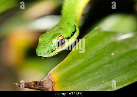 Parrot snake, Satiny Parrot Snake, Leptophis depressirostris, Corcovado ...