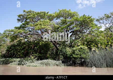 River Tempisque, by Palo Verde National Park, Guanacaste, Costa Rica ...