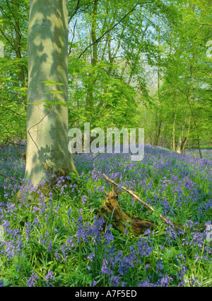 Bluebells growing in Wayland Wood Watton Norfolk East Anglia England UK ...