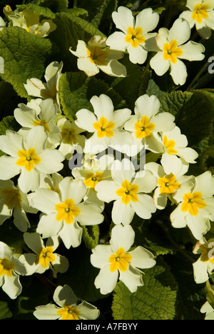 dh Primula Vulgaris PRIMROSE UK Close up of petal heads flower bunch ...