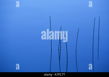 Reeds on Letts Lake in the Mendocino National Forest, California, USA ...